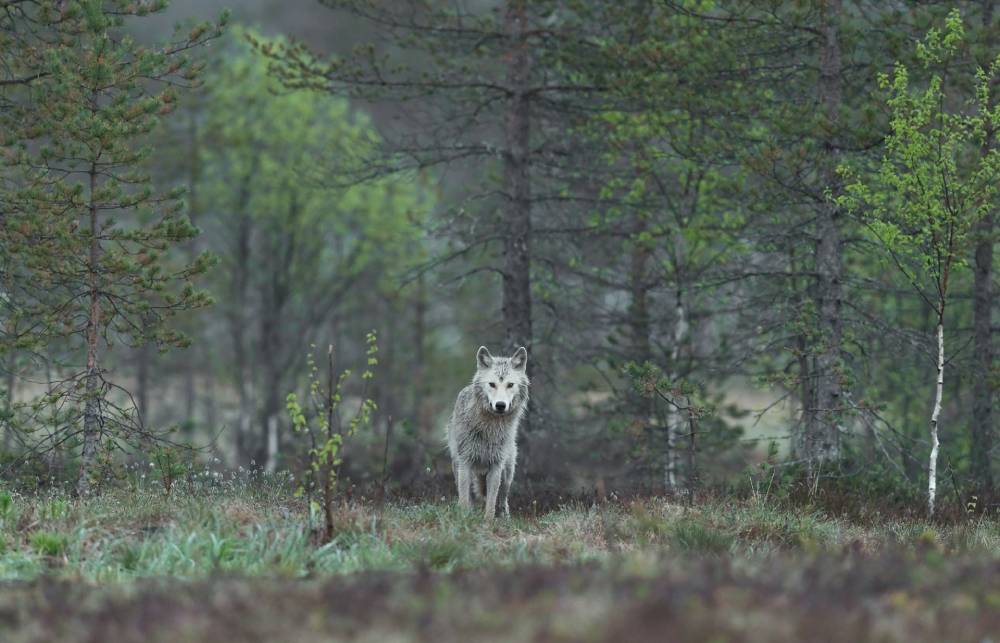 Understanding the Spiritual Meaning of Wolves in Dreams - Dreams of a Life