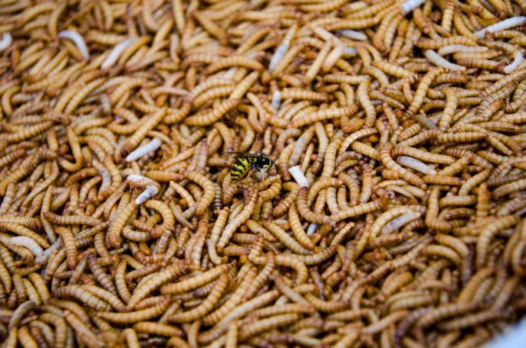 Spiritual Meaning of Maggots in Dreams Explained