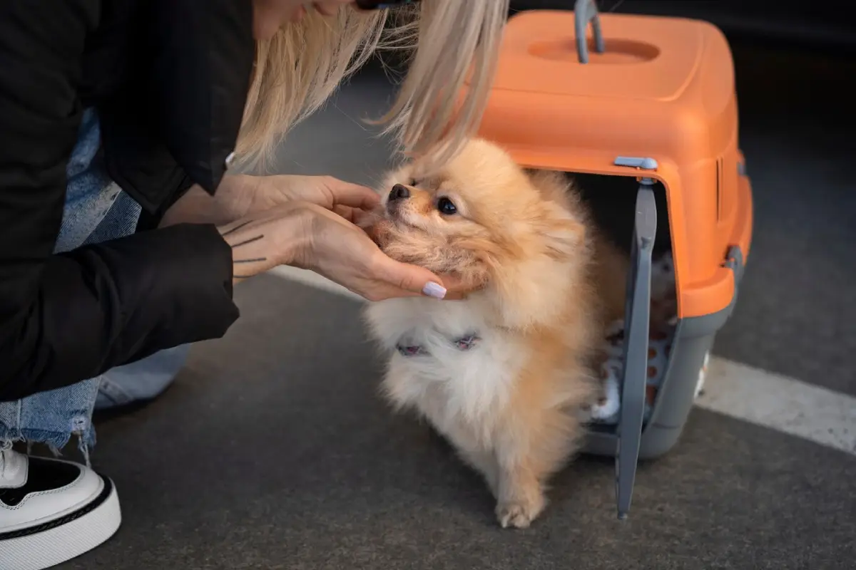 Safely Moving with Pets: Tips for a Smooth Transition