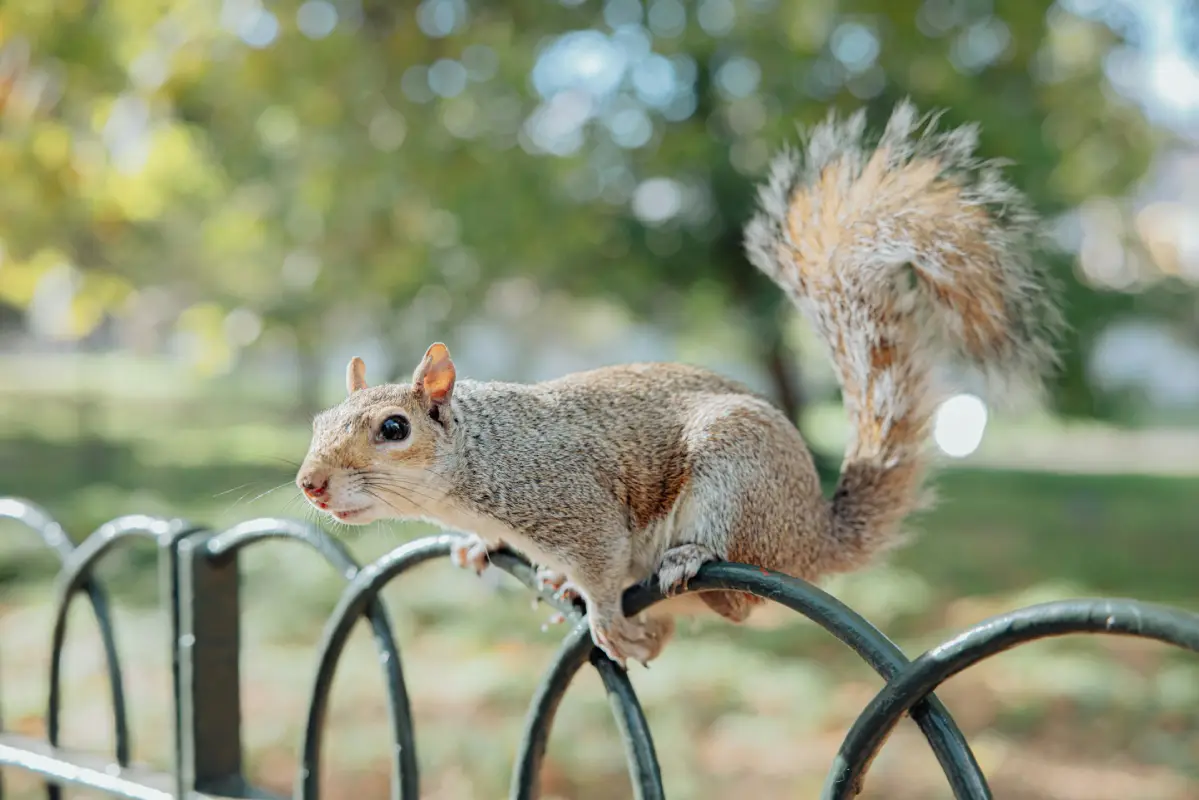Effective Wildlife Exclusion Techniques for a Safe Home Environment